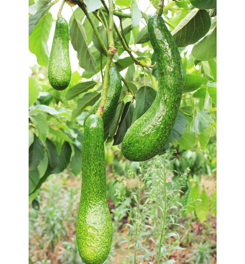 Vietnam Long Neck Avocado 越南长颈鳄梨 – Merah Mawar Eco Farm